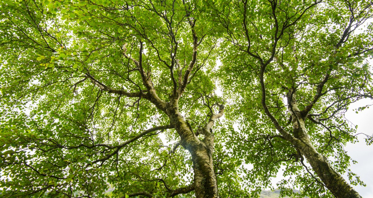 A new charter for trees – THE LONG VIEW