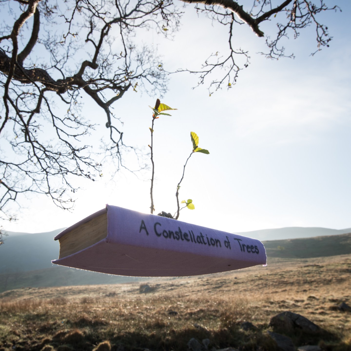 Tree Transformations – THE LONG VIEW