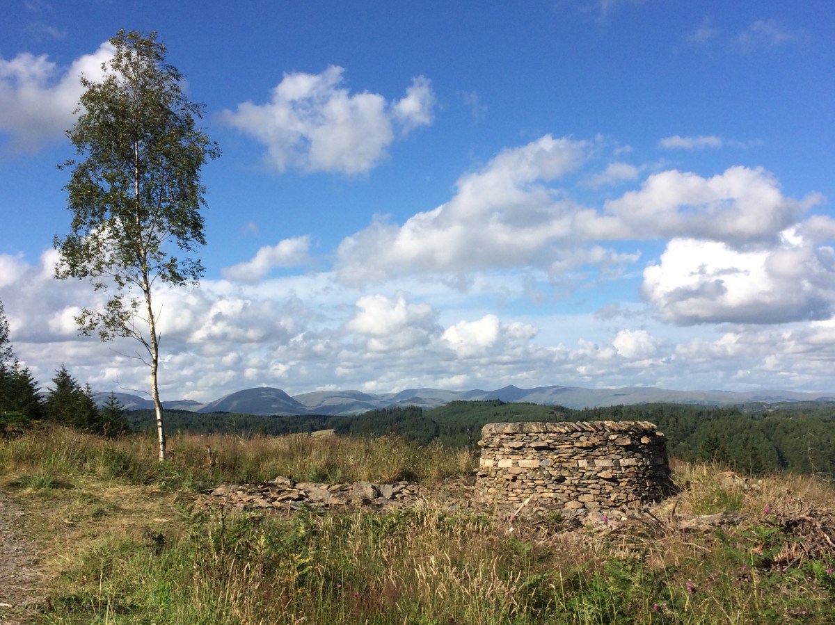 Treefolds – THE LONG VIEW