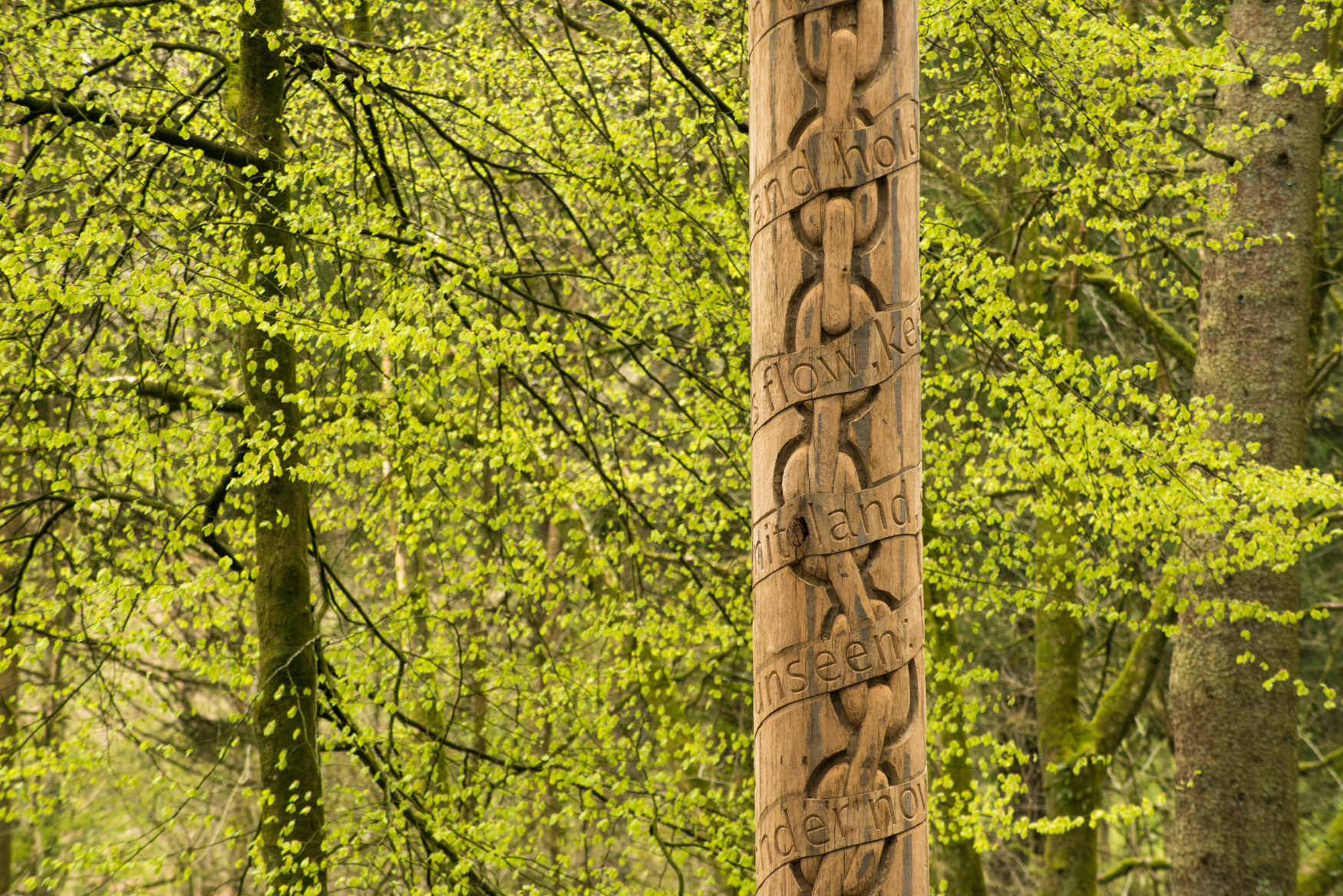 Look to the trees! – THE LONG VIEW