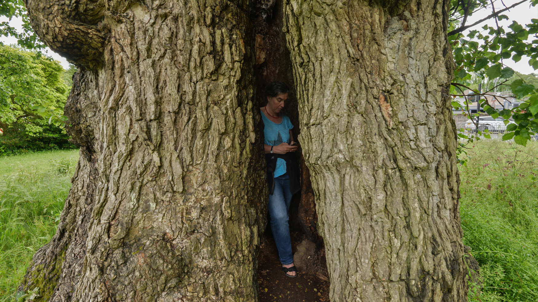 The Preston Elms – THE LONG VIEW